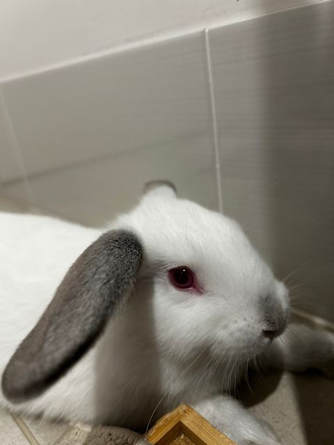 Baby Bunny | Rabbits | Gumtree Australia Swan Area - Henley Brook ...