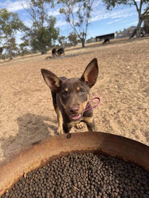 Purebred Kelpie Pup | Dogs & Puppies | Gumtree Australia Cockburn Area ...