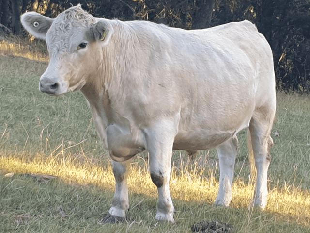 Cattle. Murray Grey Steers x3 & Mature Breeding Cows x6 | Livestock ...
