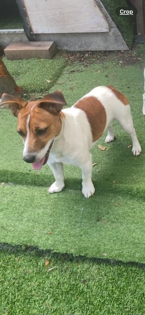 Pure Jack Russell | Dogs & Puppies | Gumtree Australia Whittlesea Area ...