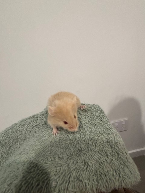 Cute baby mice | Other Pets | Gumtree Australia Maroochydore Area ...