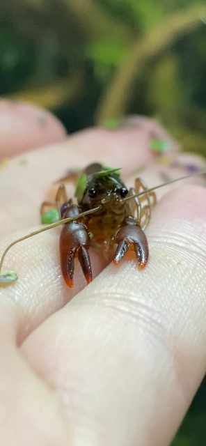 Orange fingered yabby/shrimp/bristlenose/betta | Fish | Gumtree ...