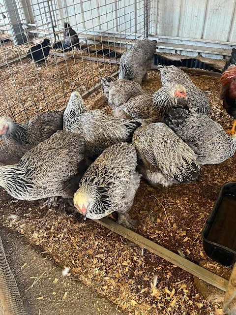 Point of lay dark Brahmas | Livestock | Gumtree Australia Ipswich City ...