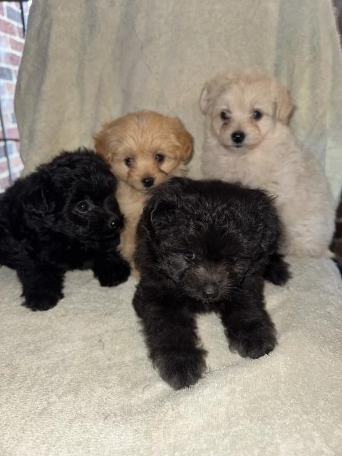 Japoodle pups for sale | Dogs & Puppies | Gumtree Australia Palerang ...