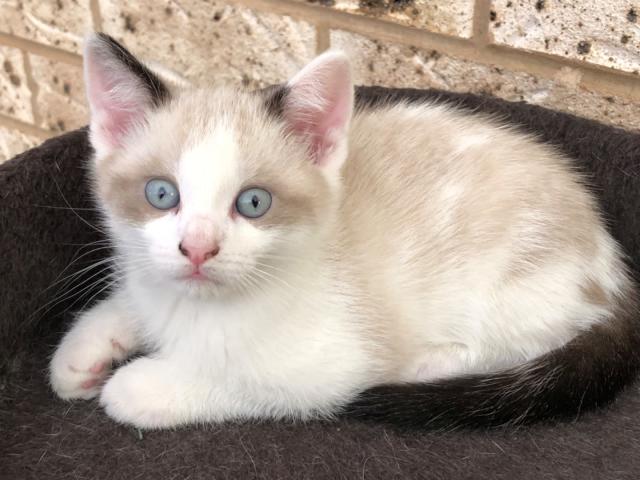 KITTENS - 4 to Pick From | Cats & Kittens | Gumtree Australia Coolamon ...