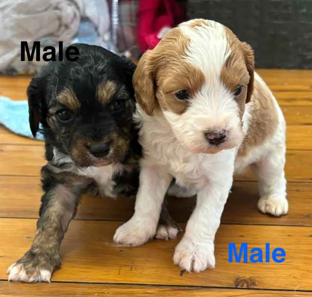 Cavoodle X Miniature Foxy Puppies | Dogs & Puppies | Gumtree Australia ...