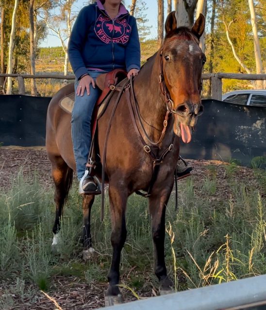 Gelding 11yrs cow horse | Horses & Ponies | Gumtree Australia Cabonne ...