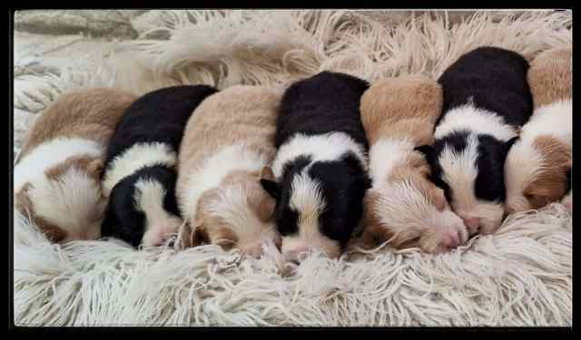 BORDER COLLIE PUPPIES PURE BRED/DNA CLEAR | Dogs & Puppies | Gumtree ...