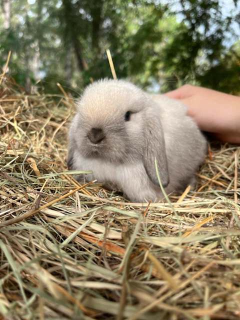 Stunning Vienna Mini Lop Bunnies | Rabbits | Gumtree Australia Port ...