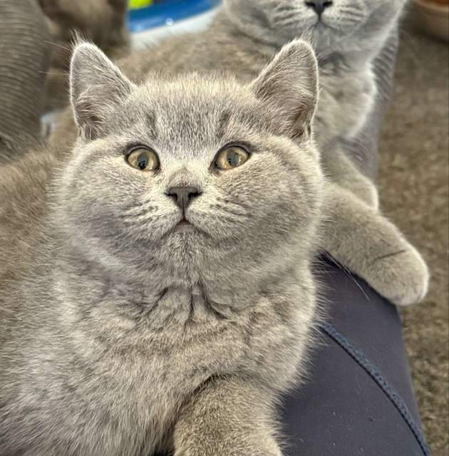 British Shorthair Gorgeous Girl | Cats & Kittens | Gumtree Australia ...