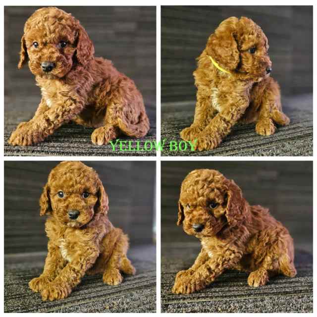 Miniature Ruby Cavoodle Puppies | Dogs & Puppies | Gumtree Australia ...