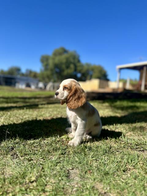 ONLY ONE PUP NOW LEFT!! Cockalier Puppies (Cavalier x Cocker Spaniel ...