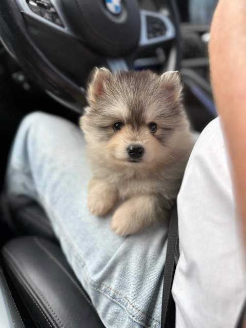 Pomsky puppies (husky x Pomeranian) | Dogs & Puppies | Gumtree ...
