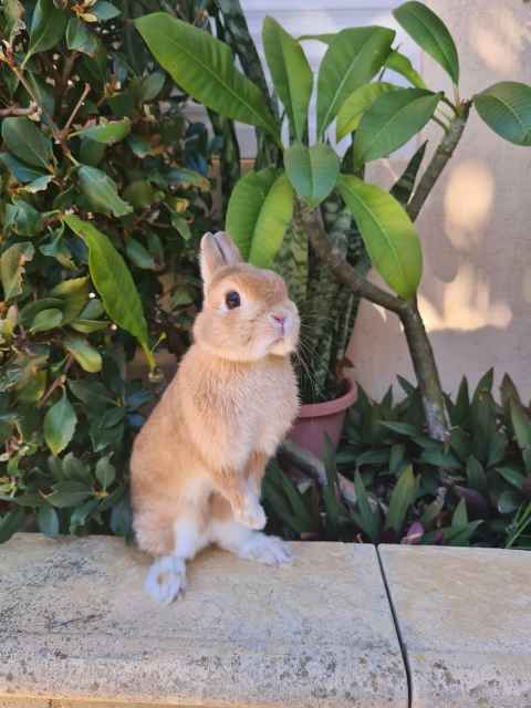 Vaccinated Netherland Dwarf Rabbit - Purebred - Small Adult Female ...