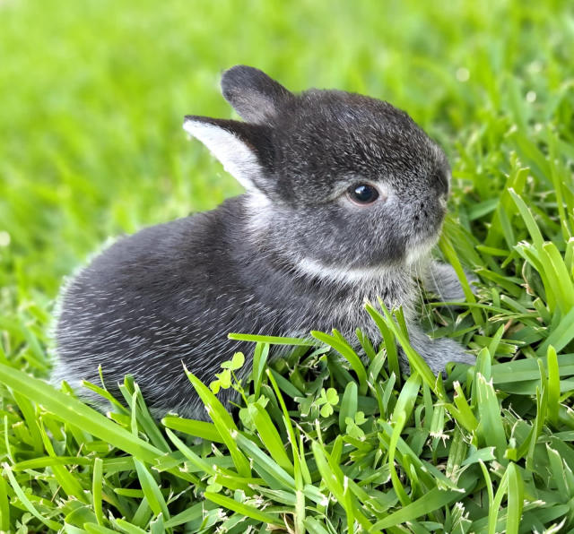 Pure Bred Netherland Dwarf Rabbits ready from the 24th March! | Rabbits ...
