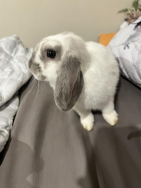 Pure breed male mini lop rabbit 12 weeks old | Rabbits | Gumtree ...