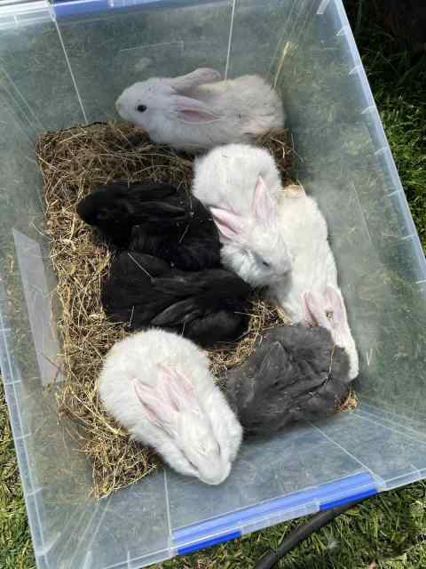 New Zealand Rabbits for Sale - 8 Weeks Old | Rabbits | Gumtree ...