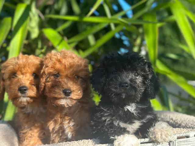 Miniature Cavoodle puppies | Dogs & Puppies | Gumtree Australia ...