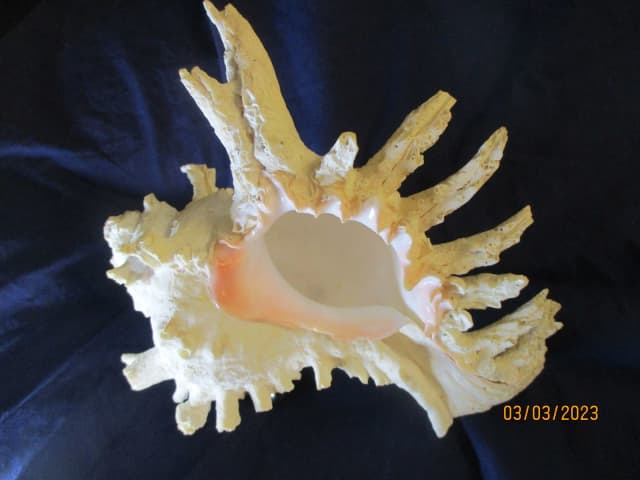 Natural Beautiful Large Real Deep Sea Shell Pacific Ramose Murex 23cm ...