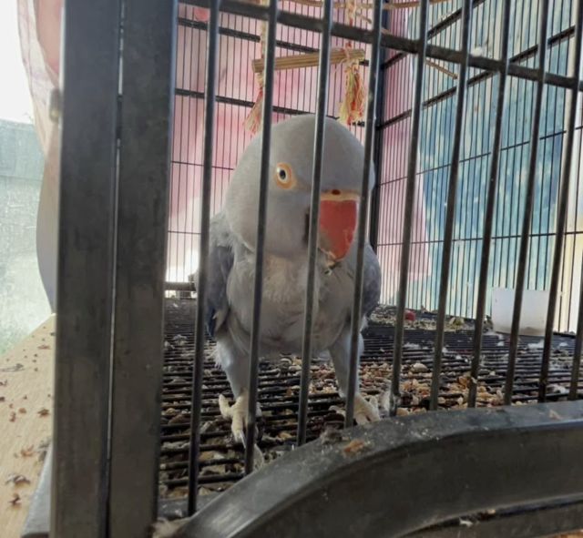 Merlin a Indian blue neck(we think it’s a she) | Birds | Gumtree ...