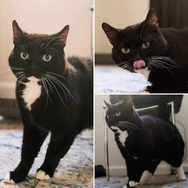 6275 : Finn - CAT for ADOPTION - Vet Work Included | Cats & Kittens ...