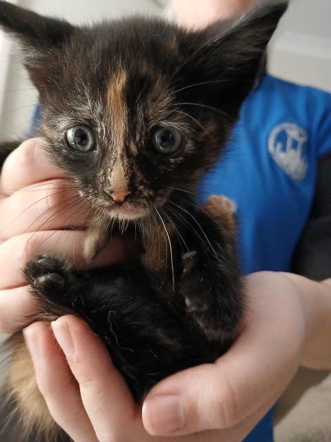 8 week old female kitten | Cats & Kittens | Gumtree Australia Logan ...