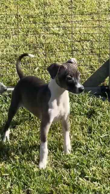 Pure breed, PEDIGREE Italian Greyhound puppies | Dogs & Puppies ...