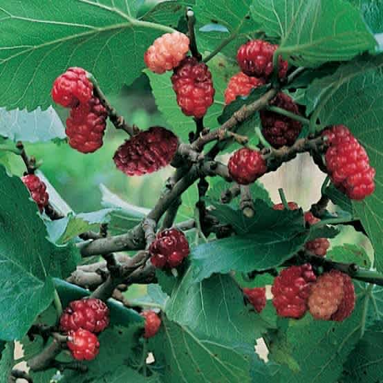 Fruit tree for sale manh kinds - Plants in Woodroffe NT | Gumtree Australia