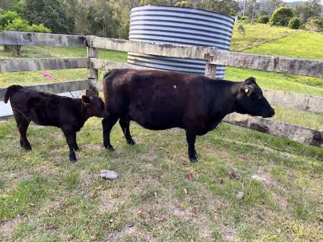 Angus Lowline Cattle - Cow & calf unit (cow 5 yr old) stud progeny ...