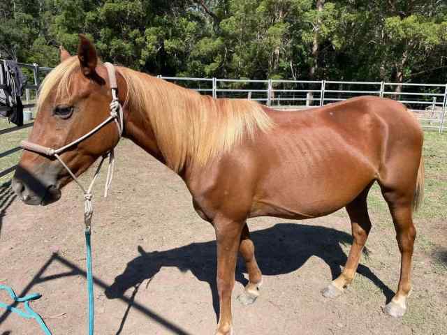 Registered brumby mare | Horses & Ponies | Gumtree Australia Lake ...