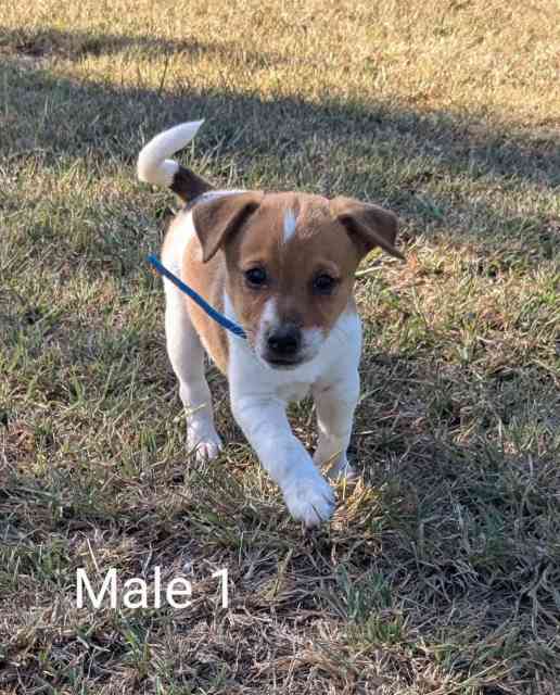 Pure Jack Russell Puppies | Dogs & Puppies | Gumtree Australia Ipswich ...