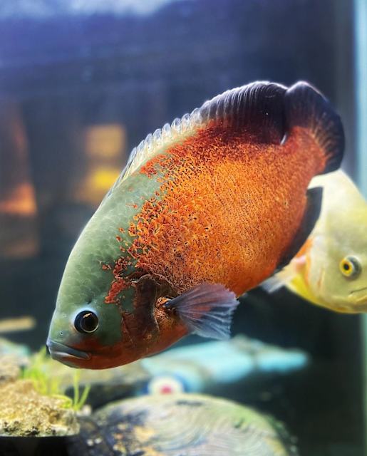 America cichlids, Oscar, Red devil, blue eye cichlids | Fish | Gumtree ...
