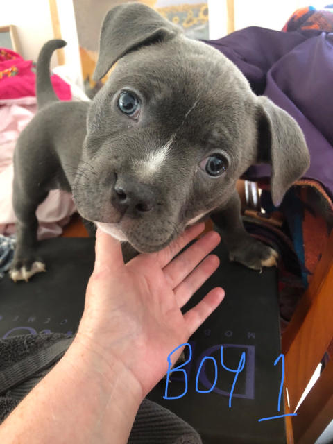 Blue English Staffies. | Dogs & Puppies | Gumtree Australia Whittlesea ...