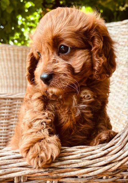 Exceptional Red F1b Toy Cavoodle Puppies | Dogs & Puppies | Gumtree ...