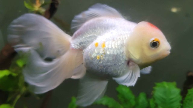 Free to a Good Pond: One (1) Extremely Round Goldfish | Fish | Gumtree ...