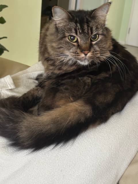 Cat to re-home for free | Cats & Kittens | Gumtree Australia Brisbane ...