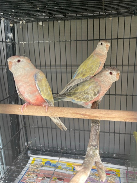 Breeding pair of Bourke parrots with 3 babies & cage | Birds | Gumtree ...