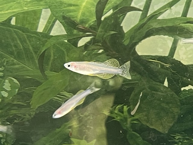 Spotted Blue eyes | Fish | Gumtree Australia Logan Area - Loganholme ...