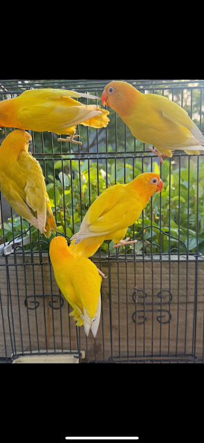 Fischer lovebirds lutino and pastel-ino | Birds | Gumtree Australia ...