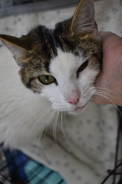 Flora - Perth Animal Rescue inc vet work cat/kitten | Cats & Kittens ...