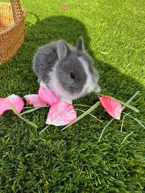 Rabbit for sale baby ️ ️ ️available now | Rabbits | Gumtree Australia ...