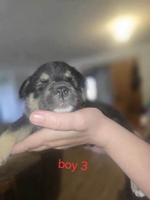 Gsd x English bulldog | Dogs & Puppies | Gumtree Australia Victor ...