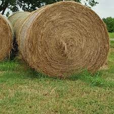 Grass hay 4ft round bales | Pet Products | Gumtree Australia Sorell ...