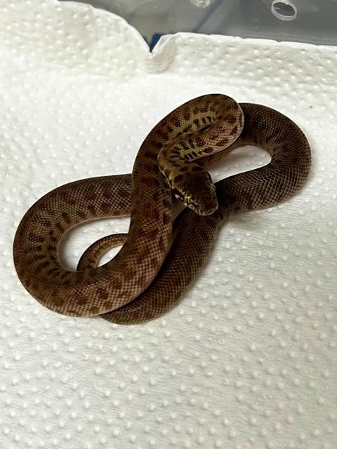 Python Childrens Woma Albino Darwin Bredli Coastal Snake SALE ...