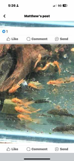 Longfin calico and super red longfin catfish pleco | Fish | Gumtree ...