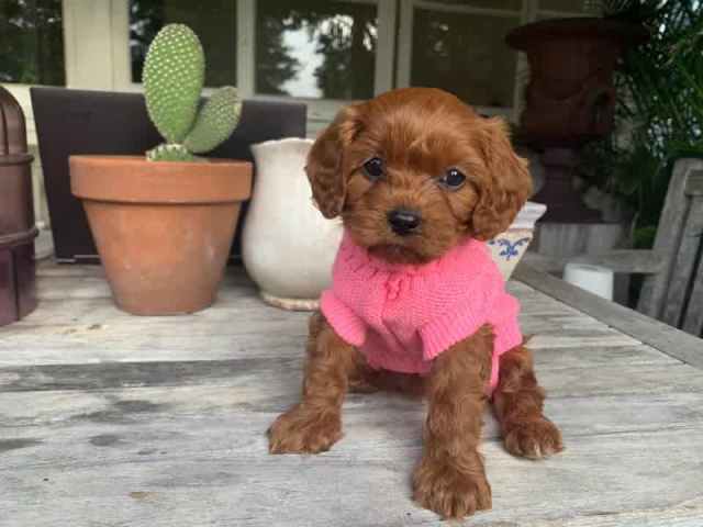Exceptional Female DNA Clear Ruby Toy Cavoodle | Dogs & Puppies ...