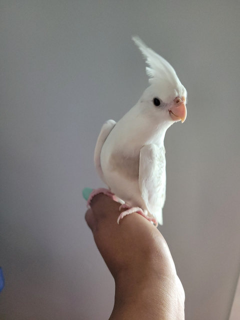 Hand raised birds - Cockatiel, green cheek conure, budgies, quakers ...