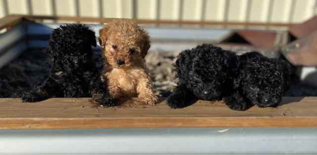Curly Cavoodle Puppies | Dogs & Puppies | Gumtree Australia Penrith ...