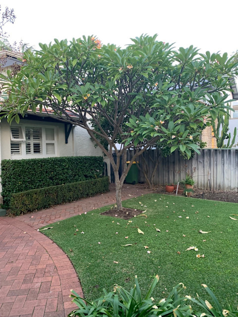 Mature Frangipani Tree Yellow & Pink Flowers Easy Removal Cottesloe ...