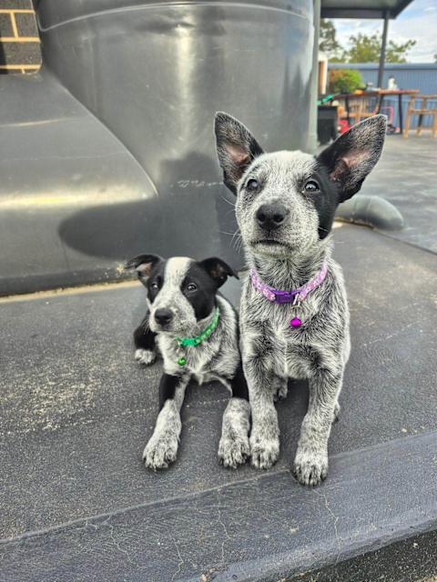 Australian Stumpy tail cattle dogs | Dogs & Puppies | Gumtree Australia ...